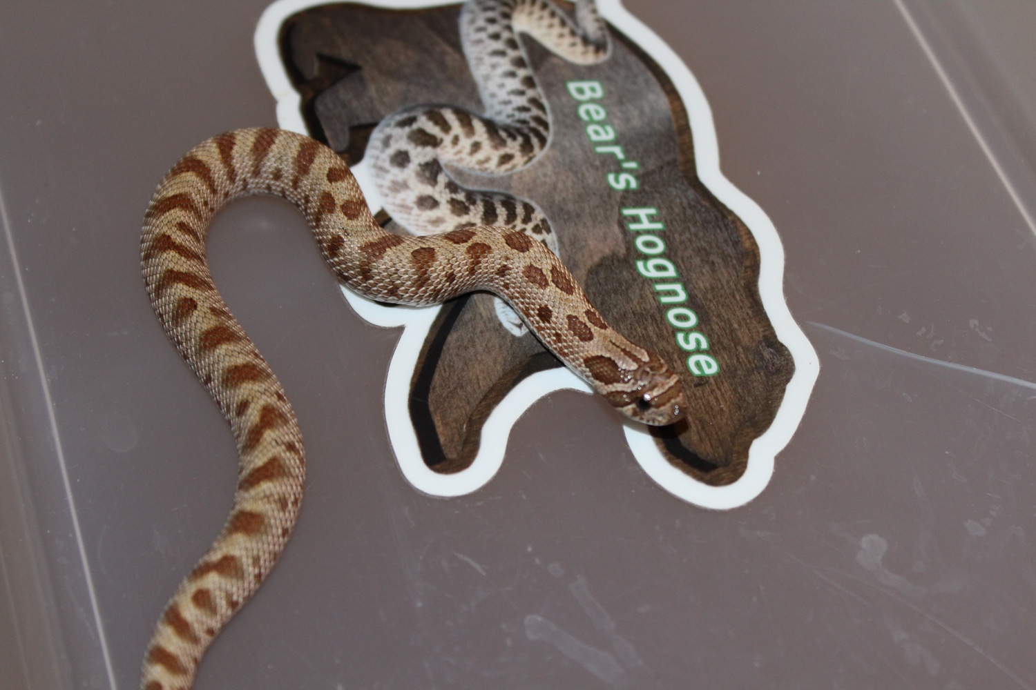Green Line Anaconda Het Toffee Belly Western Hognose by Bear's Hognose ...