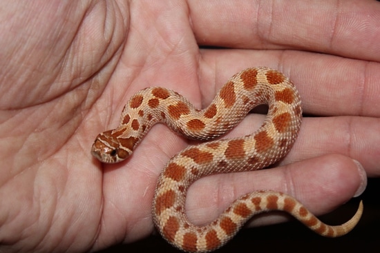 FREE SHIPPING! Purple Line Anaconda Het Axanthic Pos RBE Pastel Western ...