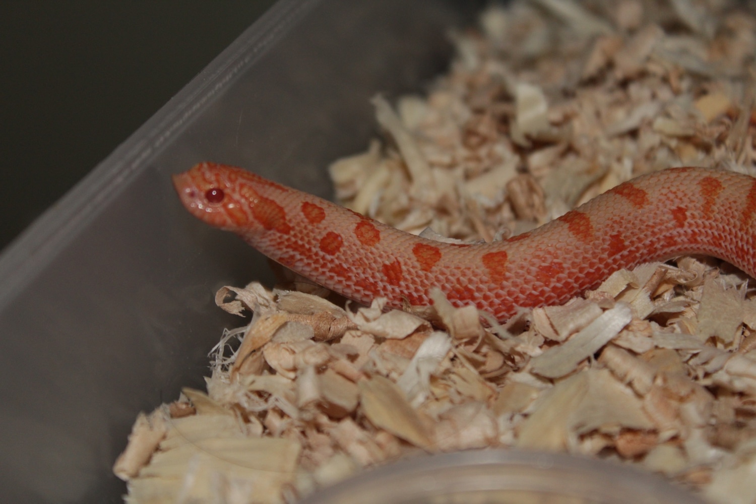 FREE SHIPPING! RED/Purple Line Solar Flare Western Hognose by Bear's ...