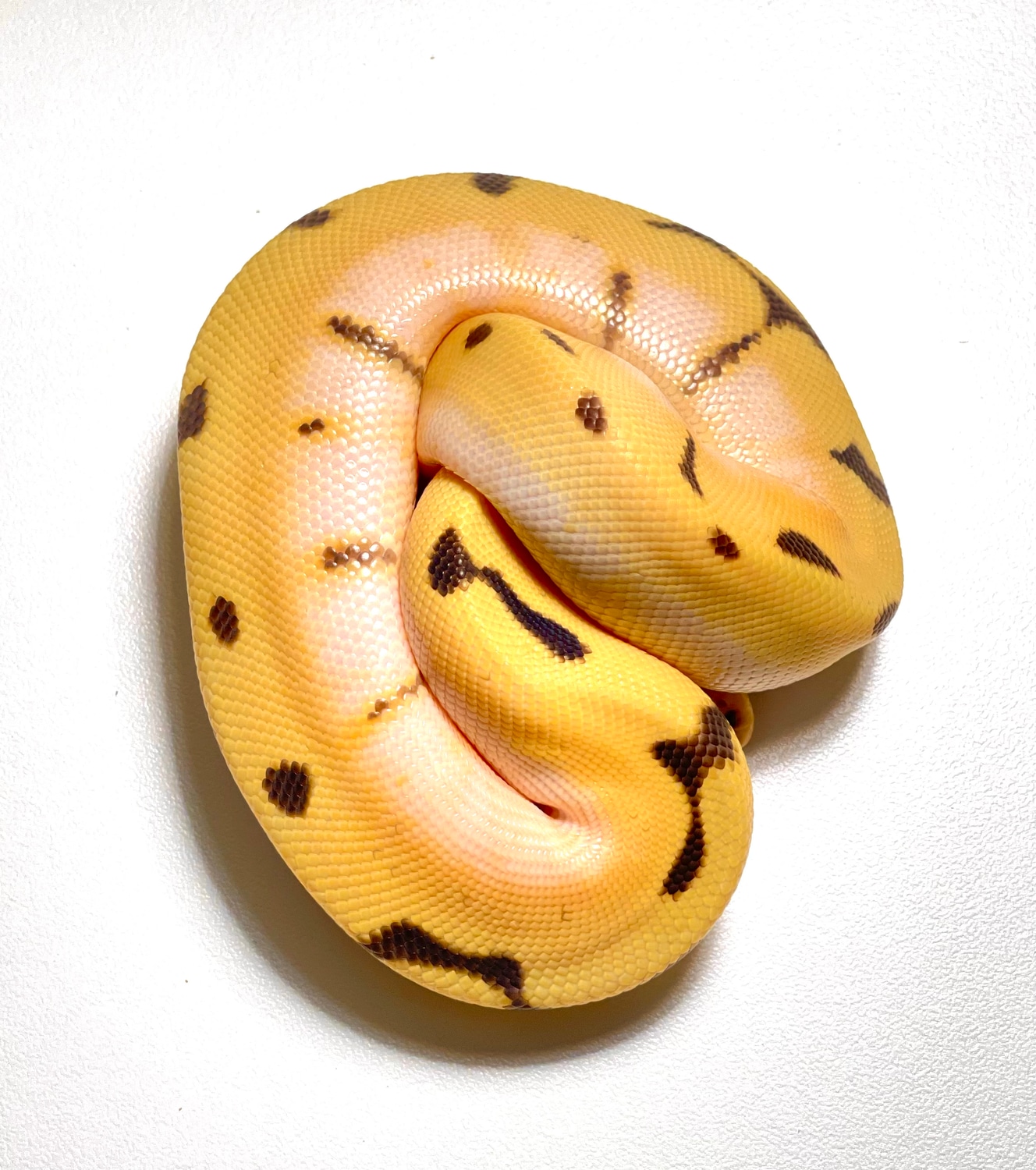 Super Orange Dream Enchi Spider Ball Python by East Valley Exotics LLC ...