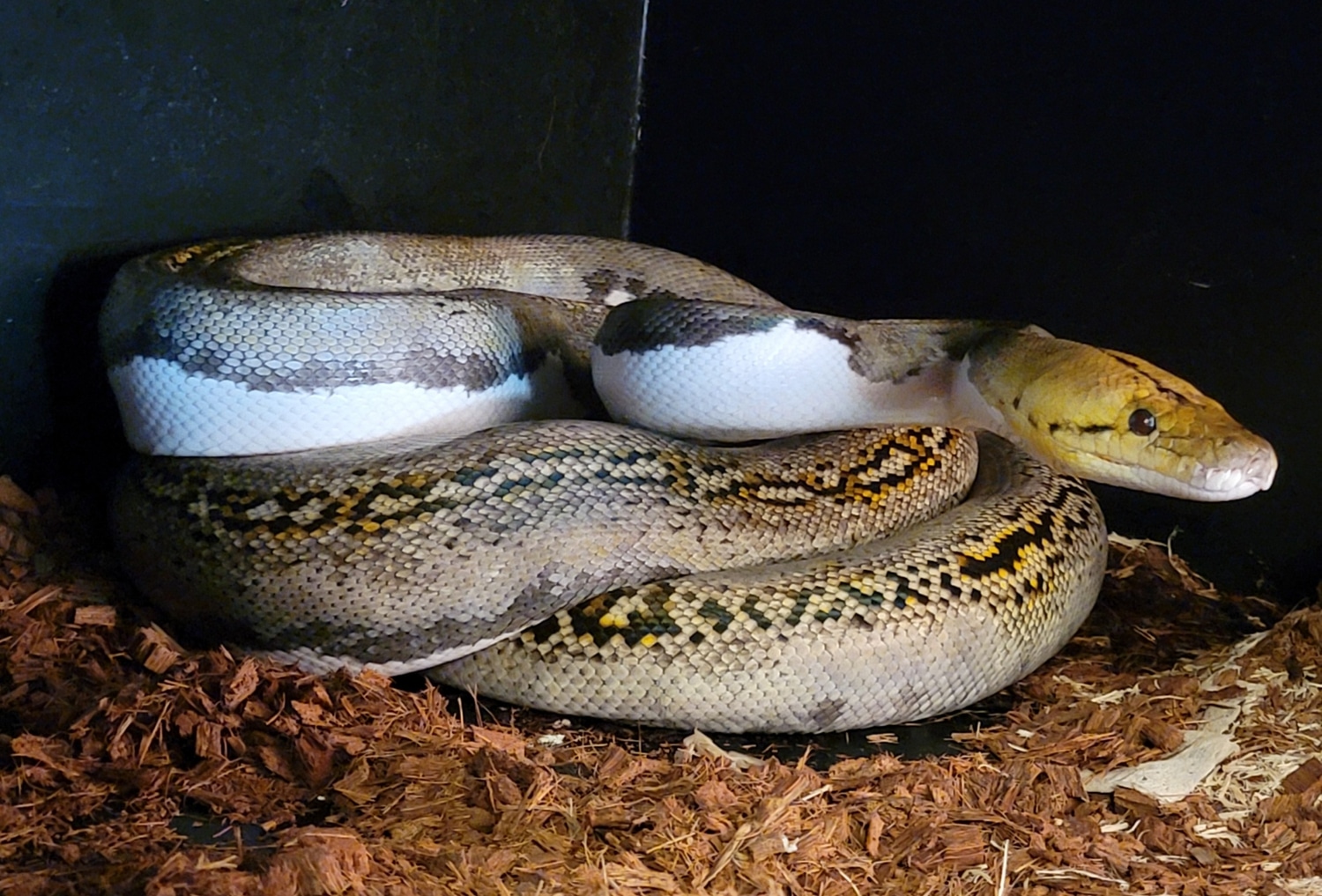 Pied Tiger 100% Het Albino Reticulated Python by East Valley Exotics ...