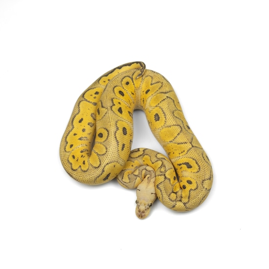 Firefly GHI Clown Ball Python by East Valley Exotics LLC