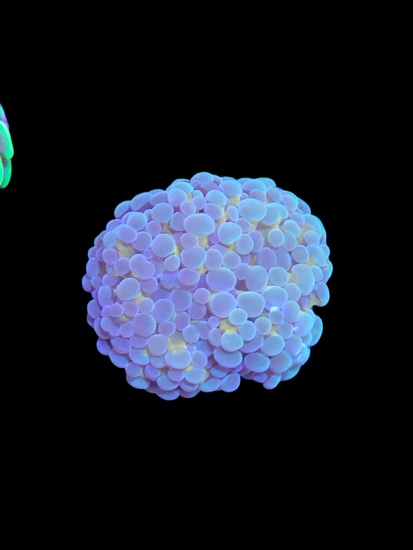 Unique Gold Stem Frogspawn Lps by Easy Aqua Fish & Coral