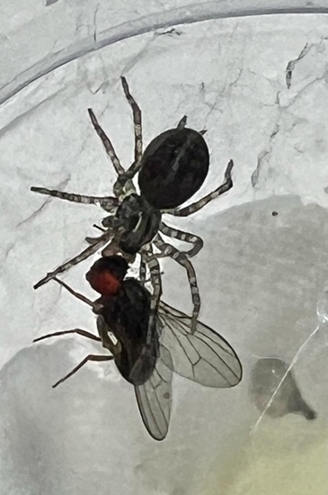 Captive Bred Eratigena Atrica "Giant House Tunnel Web Spider" Other ...