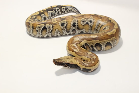 Sumatran Blood Python Sumatran Short-Tailed Python by Emerald Bay Fish ...