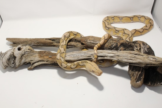 Mochino Sunfire Reticulated Python by Emerald Bay Fish & Reptiles