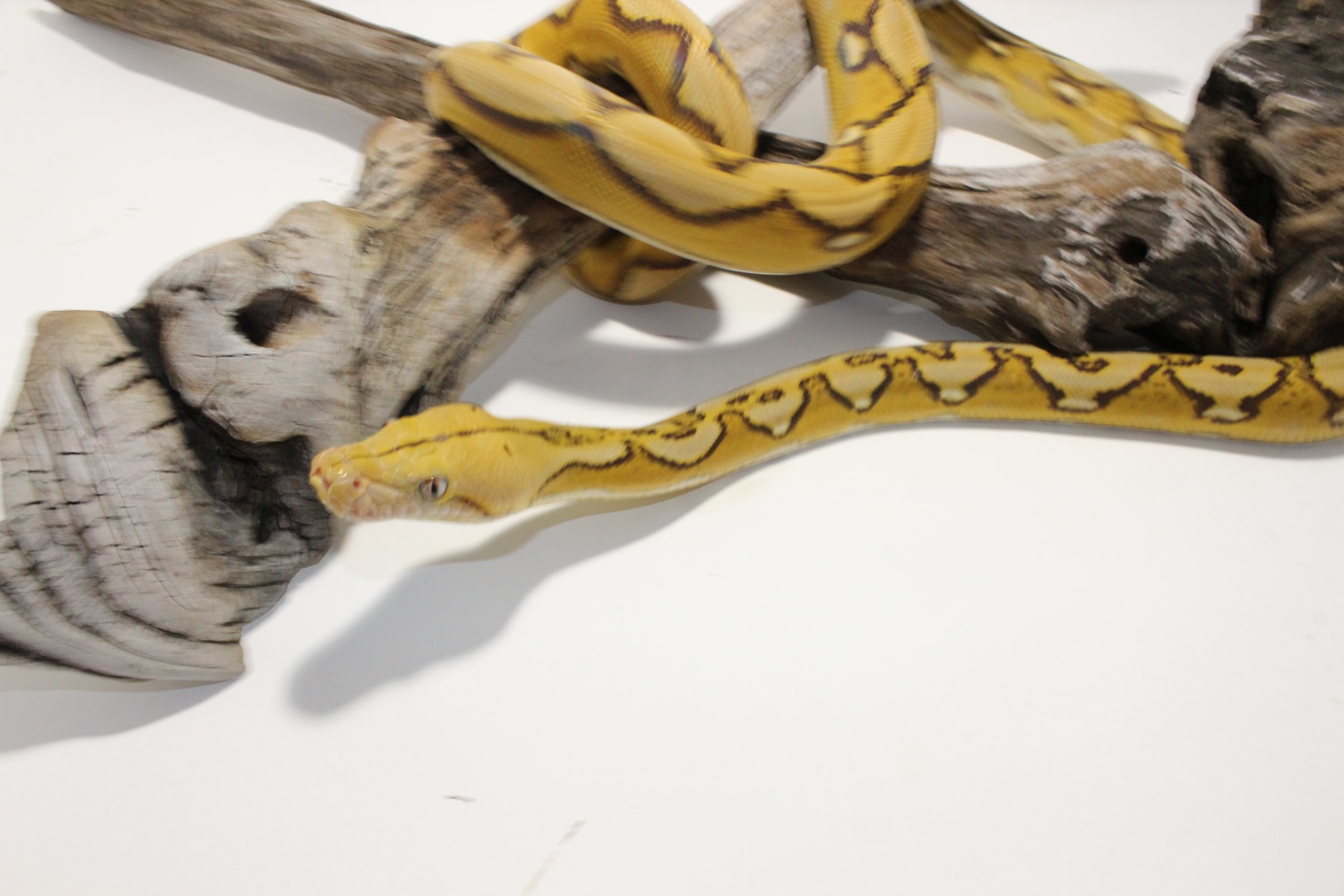 Mochino Super Sunfire Reticulated Python by Emerald Bay Fish & Reptiles ...