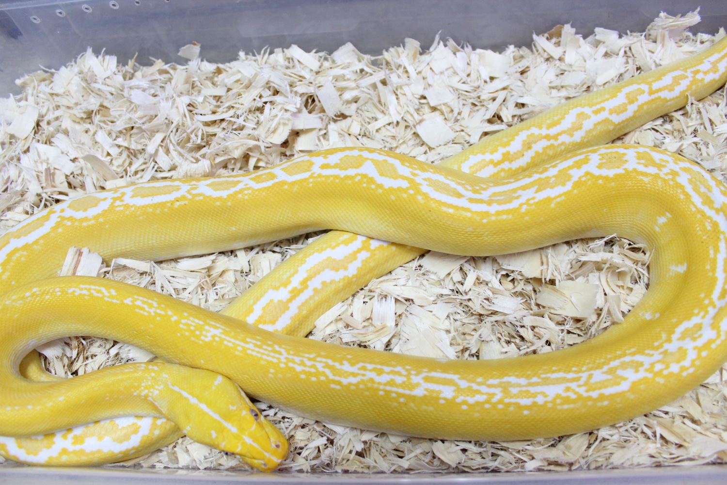 Albino Goldenchild Tiger 100% Het Pied Reticulated Python by Emerald ...