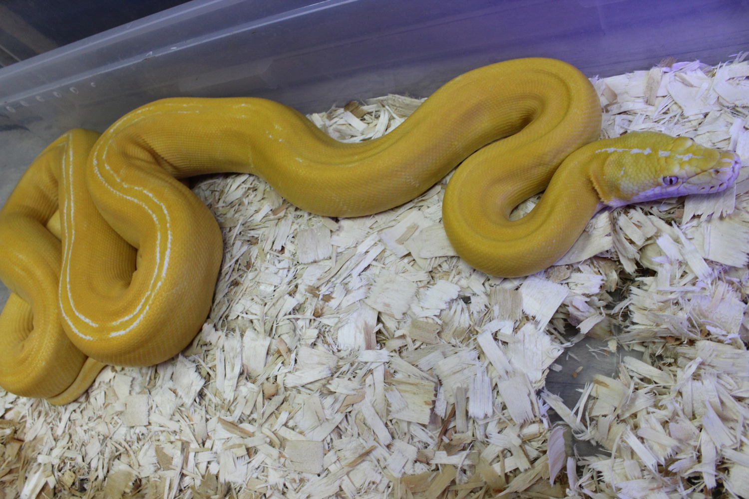 Goldenchild White Albino Sunfire Reticulated Python by Emerald Bay Fish ...