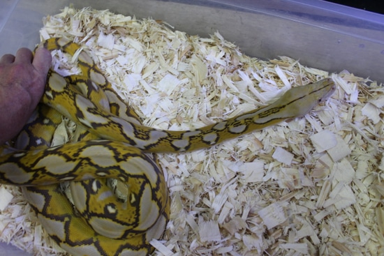 Sunfire Mochino Reticulated Python by Emerald Bay Fish & Reptiles