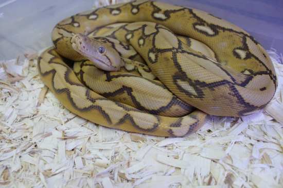 Super Sunfire Mochino Reticulated Python by Emerald Bay Fish & Reptiles