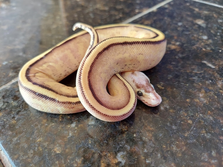 Pastel Super Stripe Ball Python by Emerald Bay Fish & Reptiles ...