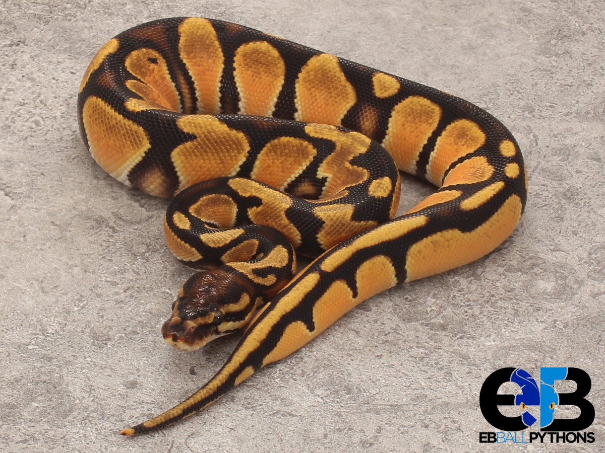 Super Orange Dream Ball Python by The Fertile Turtle - MorphMarket