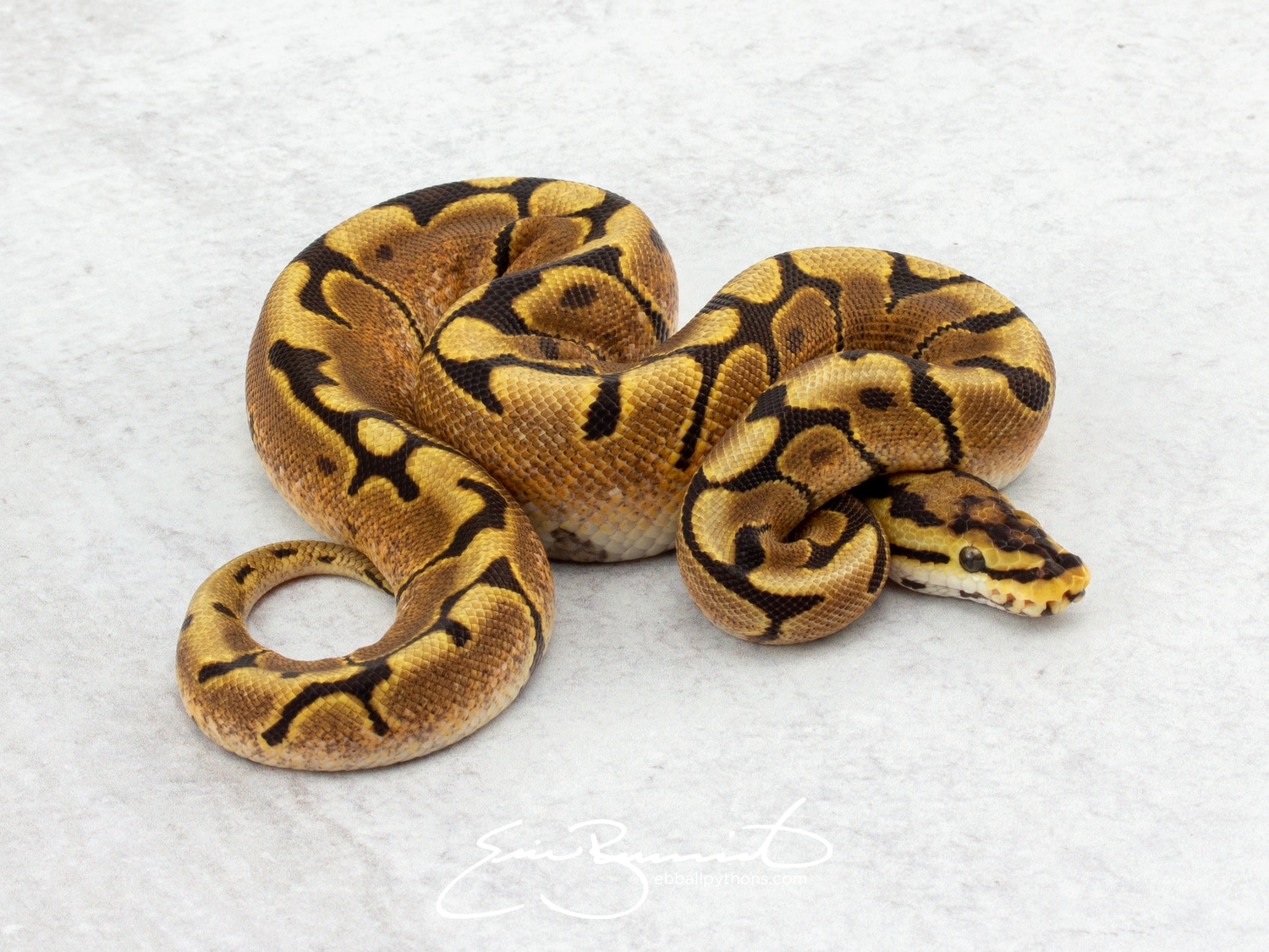 Spider Het Clown Ball Python by The Fertile Turtle - MorphMarket