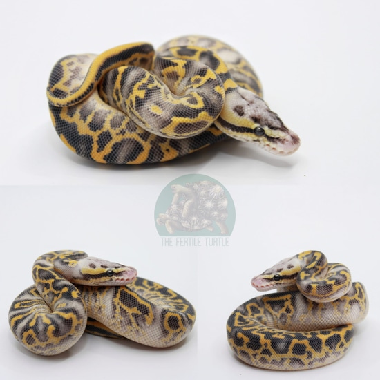 Super Pastel Leopard Enchi Highway Ball Python by The Fertile Turtle