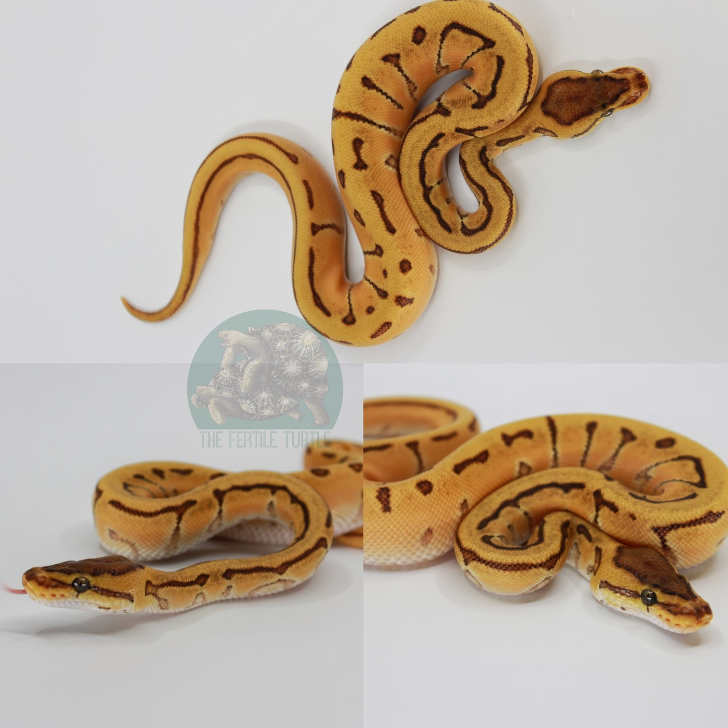 Super Enchi Pinstripe Orange Dream Yellow Belly Ball Python by The ...