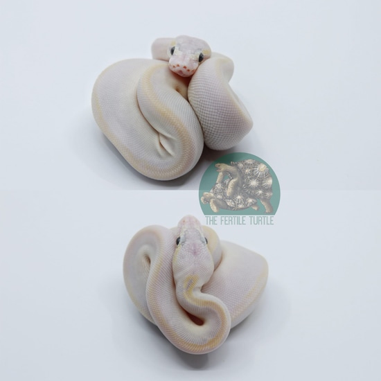 Pastel Leopard Ivory Ball Python by The Fertile Turtle