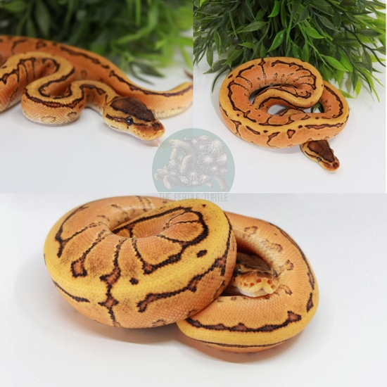 Super Orange Dream Yellow Belly Ball Python by The Fertile Turtle