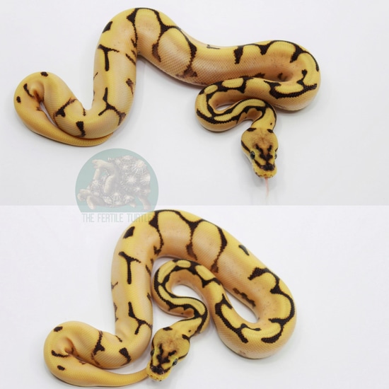 Super Enchi Orange Dream Yellow Belly Spider Ball Python by The Fertile ...