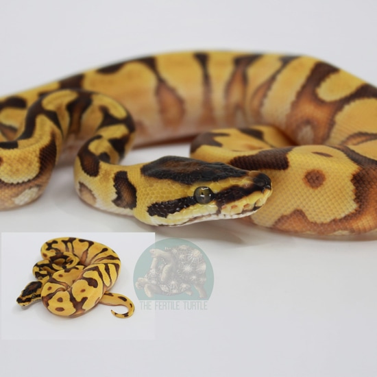 Super Enchi Calico Yellow Belly Orange Dram Ball Python by The Fertile ...