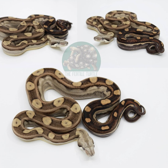 Motley Key West Boa Constrictor by The Fertile Turtle