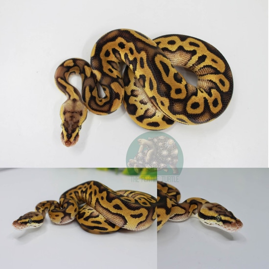 Pastel Phantom Leopard Possible Orange Dream Het Clown Ball Python by The Fertile Turtle