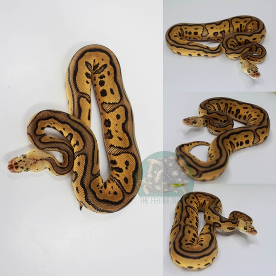 Pastel Leopard Spotnose Clown Possible Vanilla Fire Ball Python by The ...