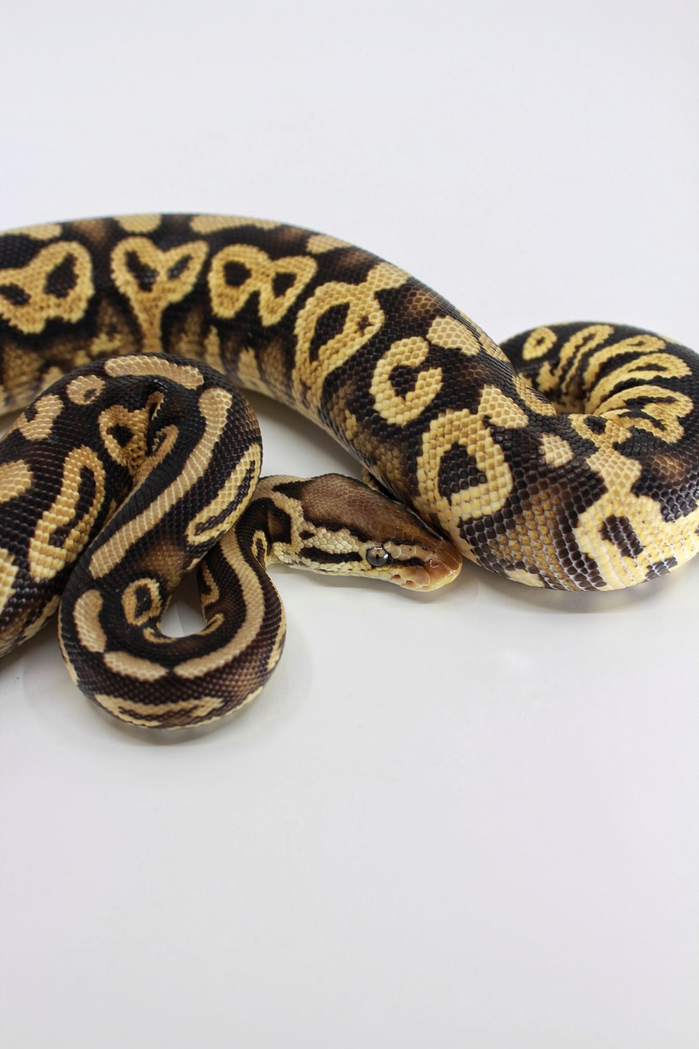 Pastel Hurricane Het Clown Ball Python by The Fertile Turtle - MorphMarket