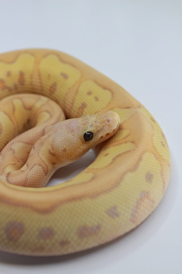 Superfly Enchi Banana Leopard Clown Ball Python by The Fertile Turtle