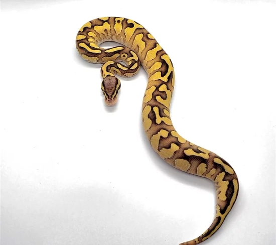 Firefly Lesser Ball Python by EBC Reptiles