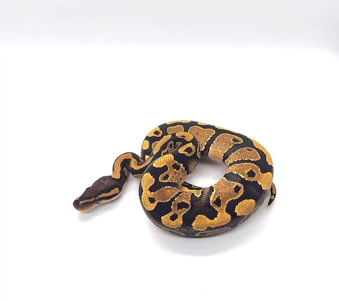 Fire Ball Python by EBC Reptiles - MorphMarket
