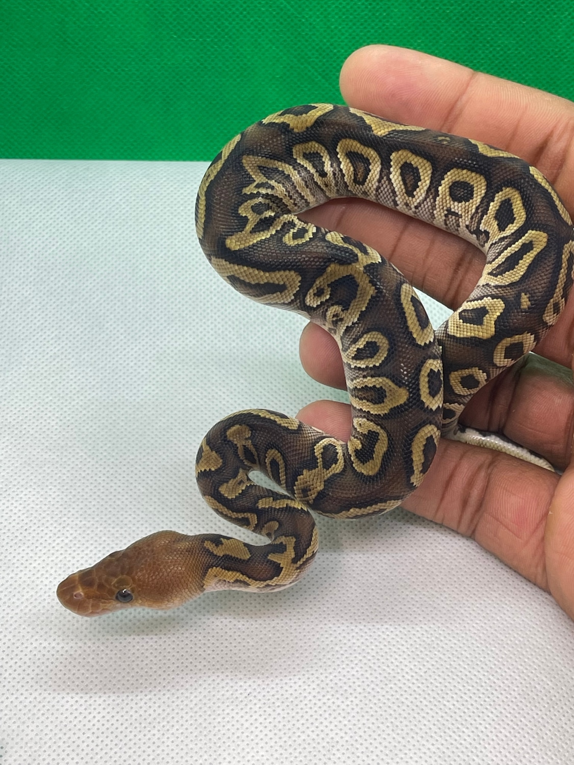 Cypress Clown Ball Python by Ebony & Ivory Reptiles - MorphMarket