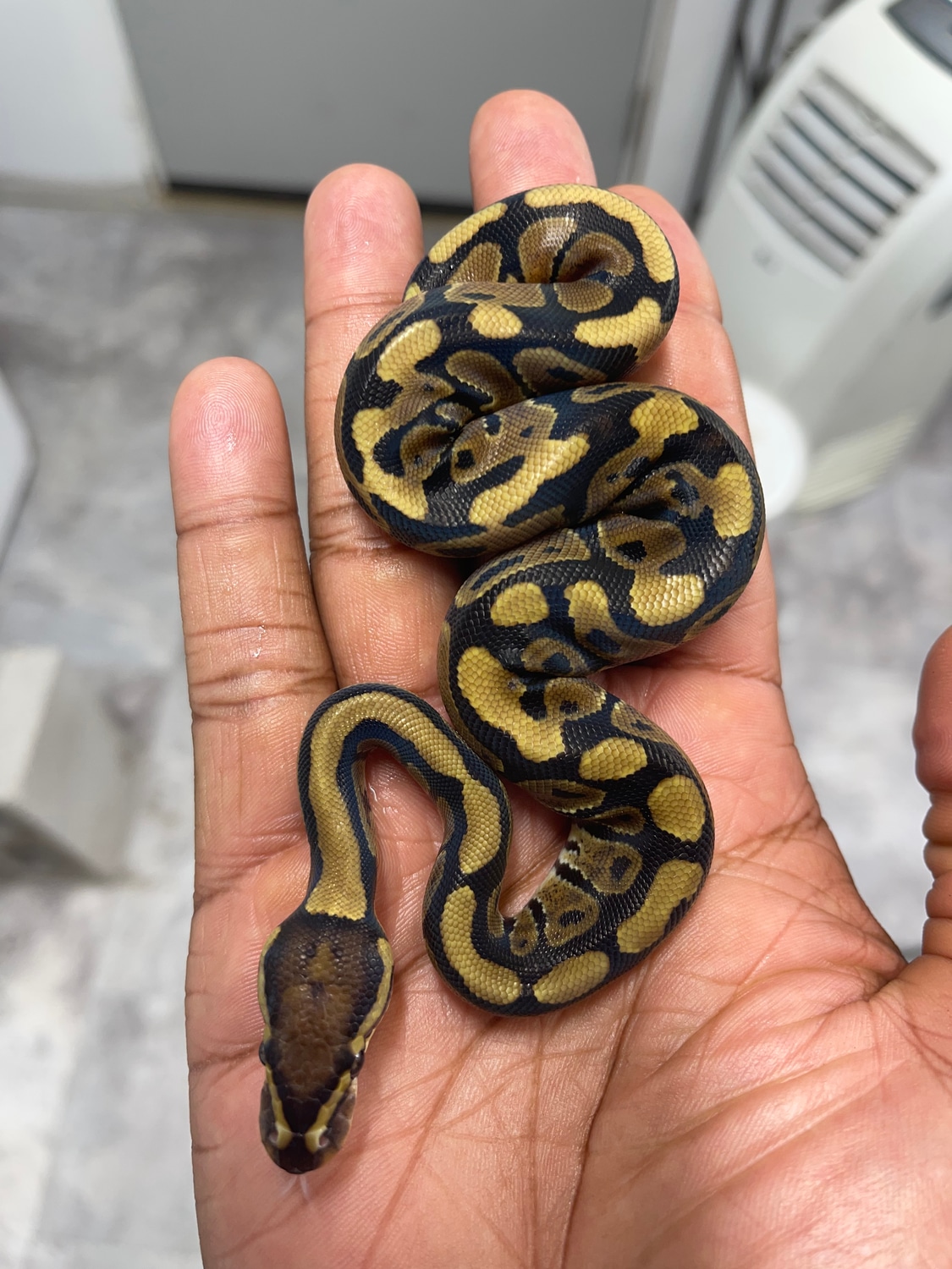 Vanilla Het Desert Ghost 50% Het Clown Ball Python by Ebony & Ivory ...