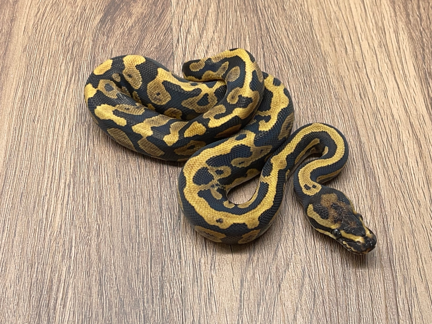Phantom Acid Ball Python by Ebony & Ivory Reptiles - MorphMarket