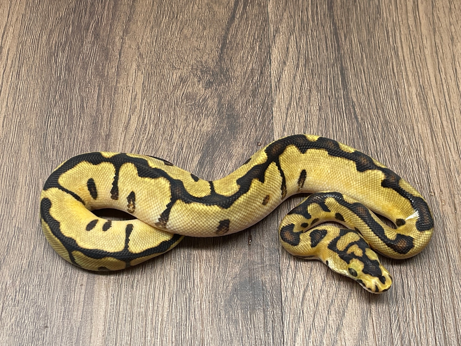 Spotnose Enchi Clown Ball Python by Ebony & Ivory Reptiles - MorphMarket