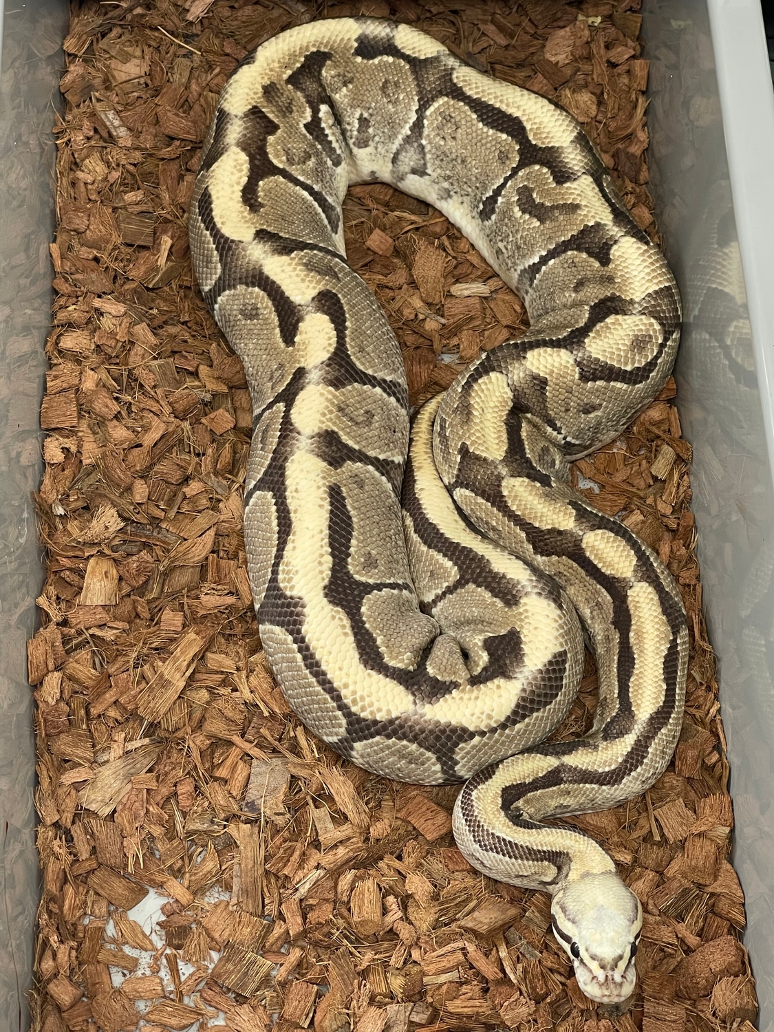 Super Vanilla Ball Python by Ebony & Ivory Reptiles - MorphMarket