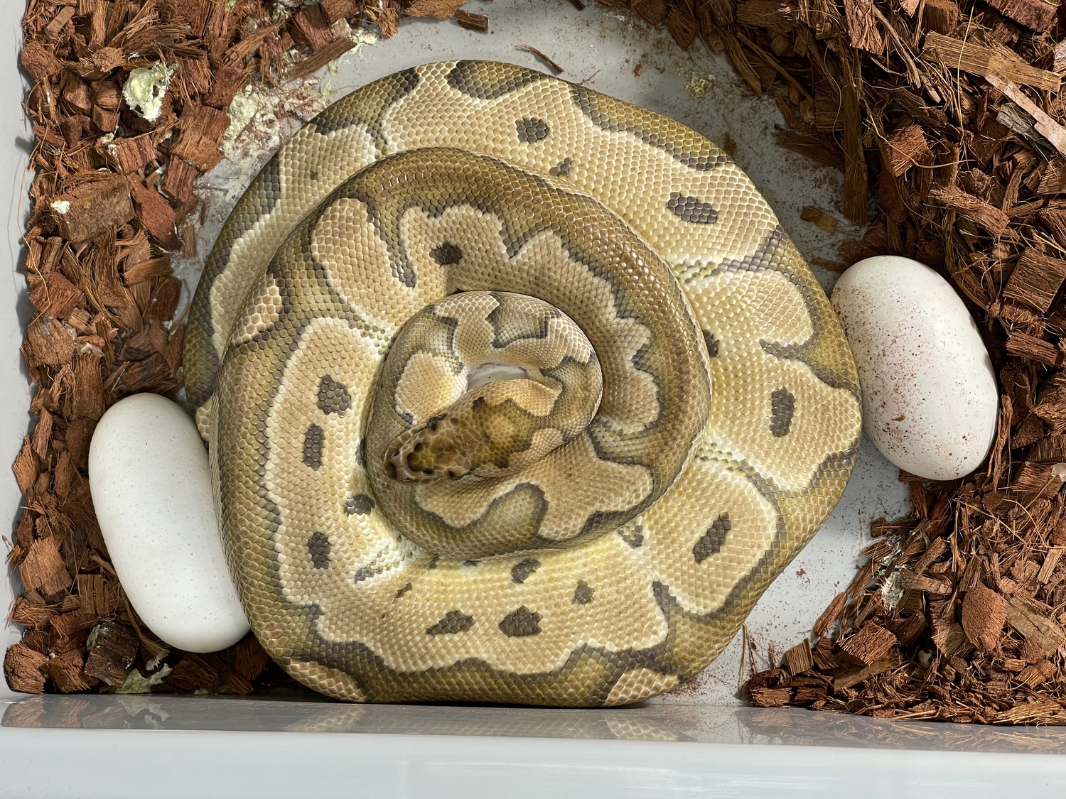 Clown (Pos OD) Ball Python by Ebony & Ivory Reptiles - MorphMarket