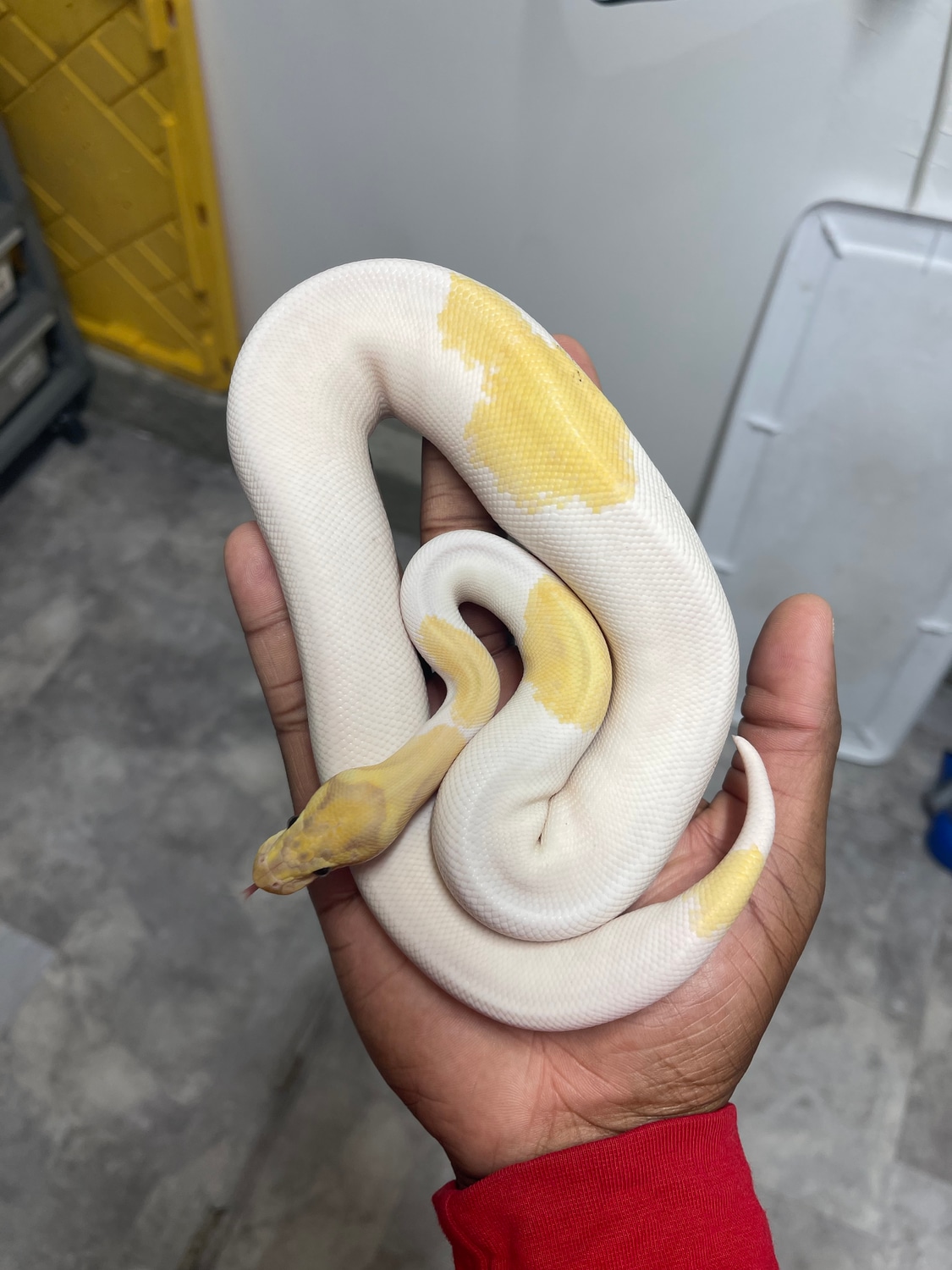 Banana Yellow Belly Fire (Pos Enchi) Pied Ball Python by Ebony & Ivory ...