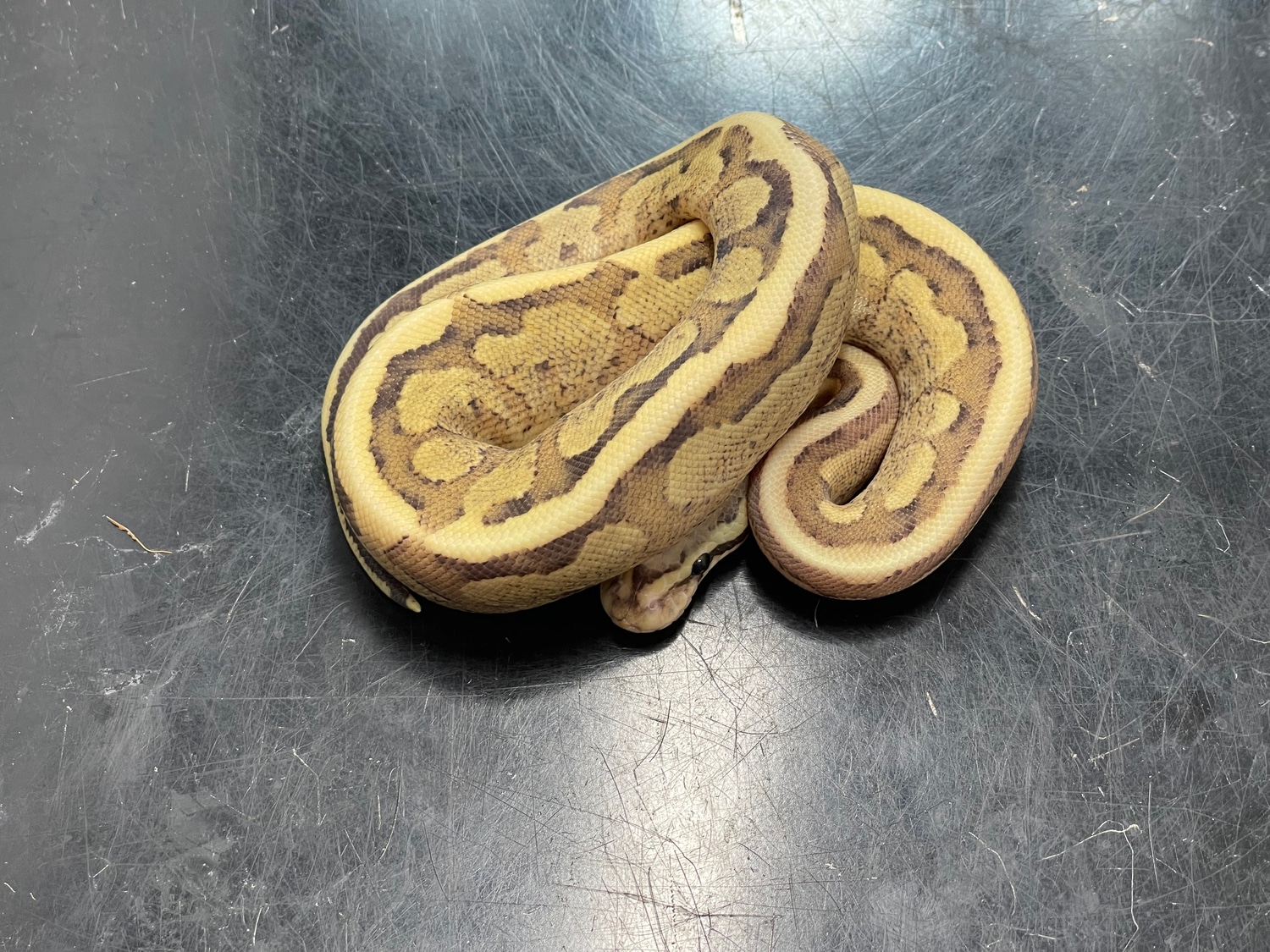 Fire Vanilla Het Desert Ghost 50% Het Clown Ball Python by Ebony ...