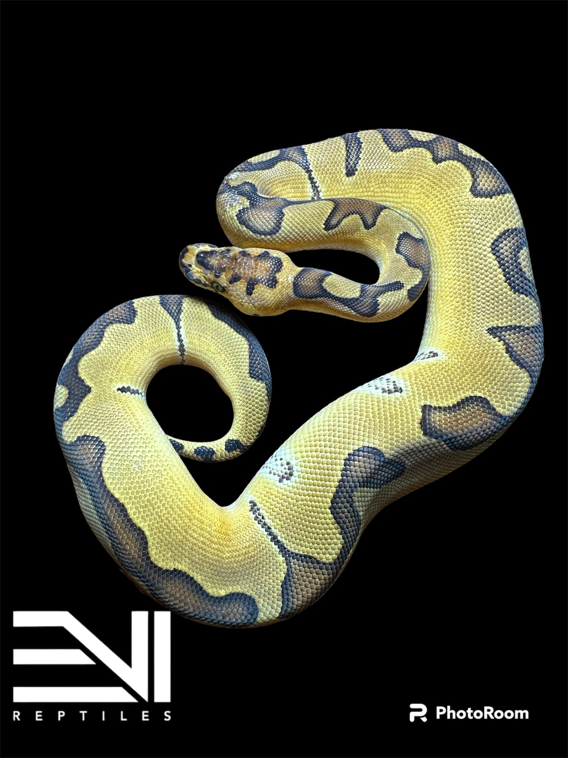 Orange Dream Enchi Clown Het DG 50% Het Hypo Ball Python by Ebony ...
