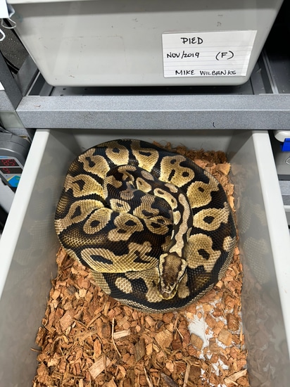 Pastel DH DG Clown Ball Python by Ebony & Ivory Reptiles