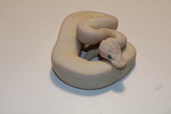 Mojave Russo 50% DH Hypo Clown Ball Python by Ebony & Ivory Reptiles