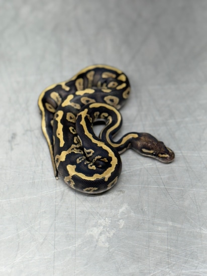 Mojave Acid Yellow Belly Ball Python by Ebony & Ivory Reptiles