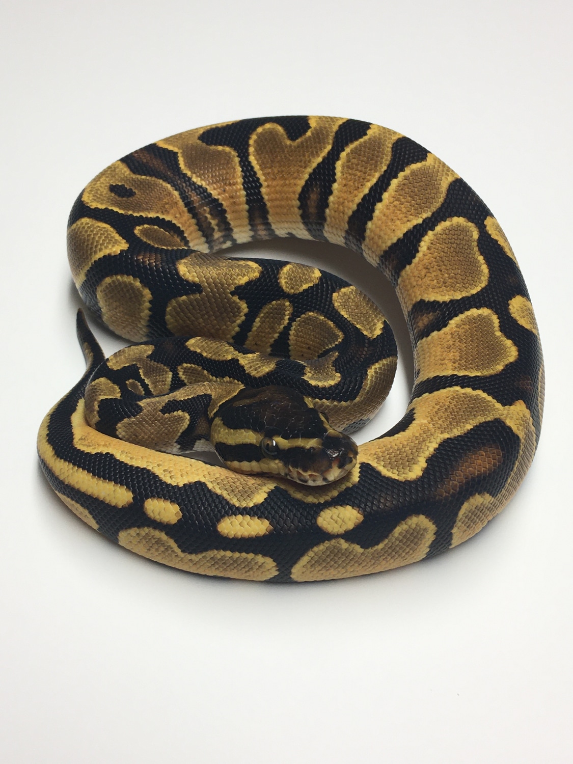 Orange Dream Yellowbelly/specter Ball Python by Eby Built Constrictors - MorphMarket