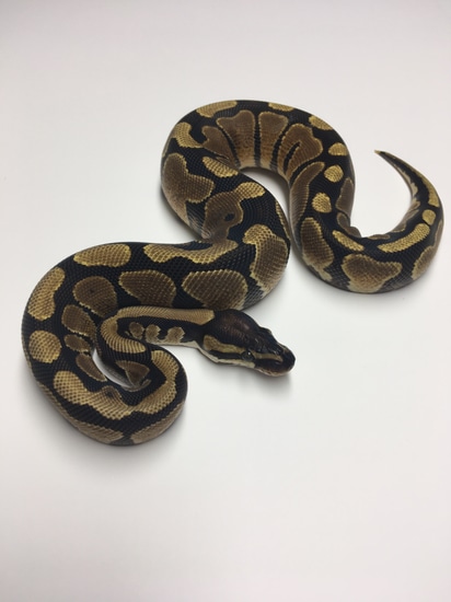 Enchi Double Het Tristripe/lavender Albino Ball Python by Eby Built Constrictors