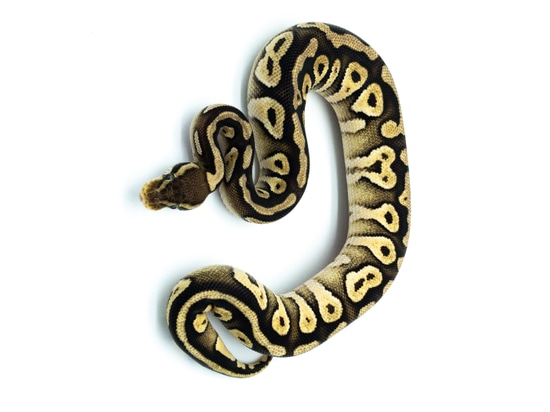 Pastave Possible Het Tristripe Ball Python by Eby Built Constrictors