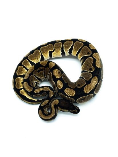 Double Het Tristripe/lavender Albino Ball Python by Eby Built Constrictors