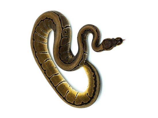 Pinstripe Double Het Tristripe/lavender Albino Ball Python by Eby Built Constrictors