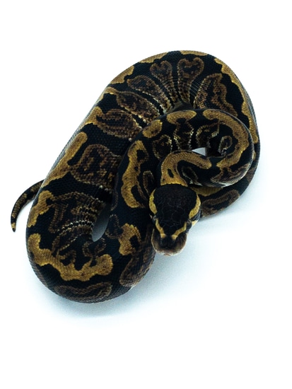 GHI Het Tristripe Poss Het Tsk Axanthic Ball Python by Eby Built Constrictors