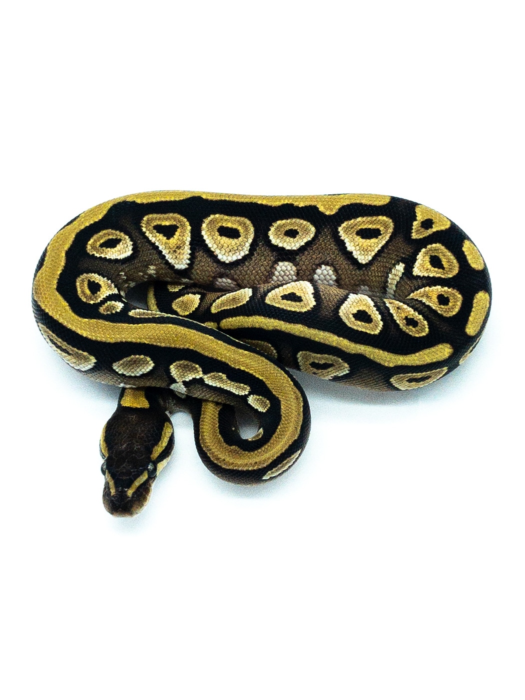 Mojave Het Tristripe Poss Het Tsk Axanthic Ball Python by Eby Built Constrictors - MorphMarket